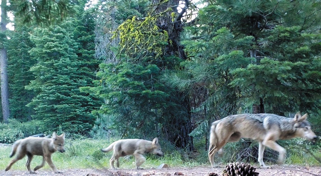 Study: Wolves scare deer and reduce auto collisions by 24% | News ...